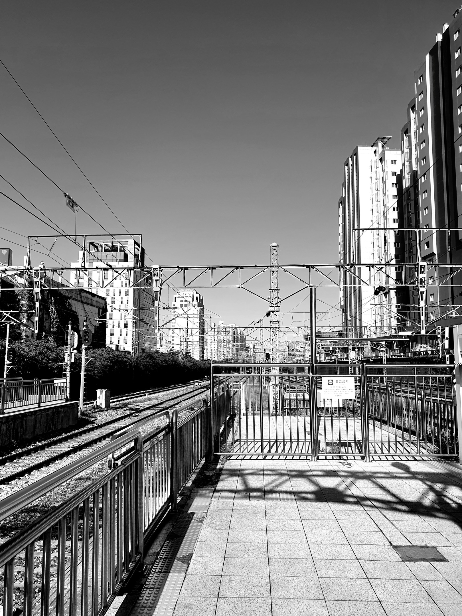 Image 981545 RaySoda